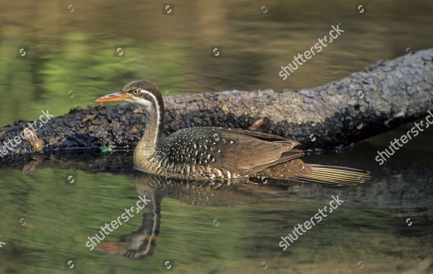 African Finfoot Podica Senegalensis Sabi Sabi Editorial Stock Photo ...