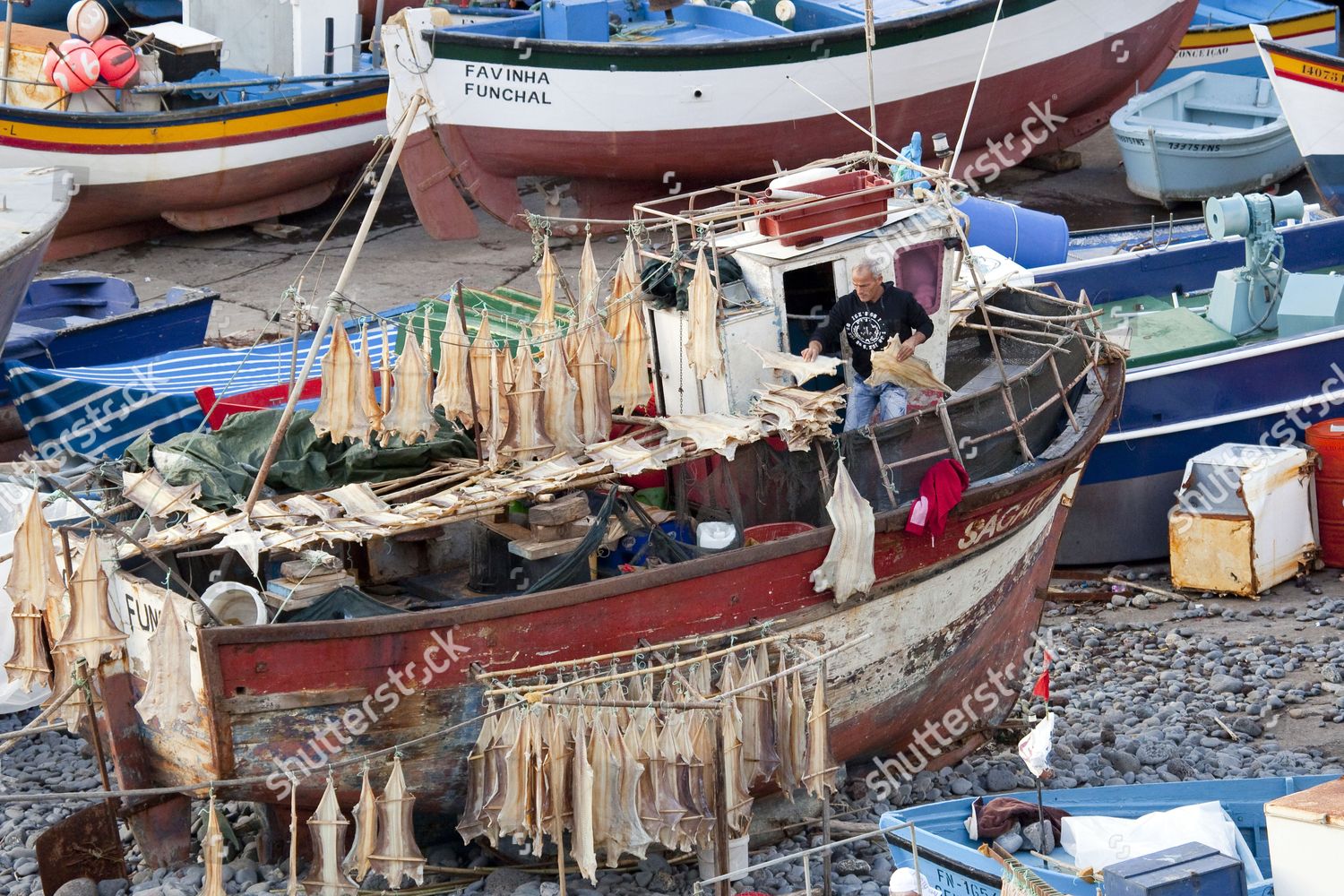 Fisherman Hanging Cod Dry His Boat Editorial Stock Photo - Stock Image ...