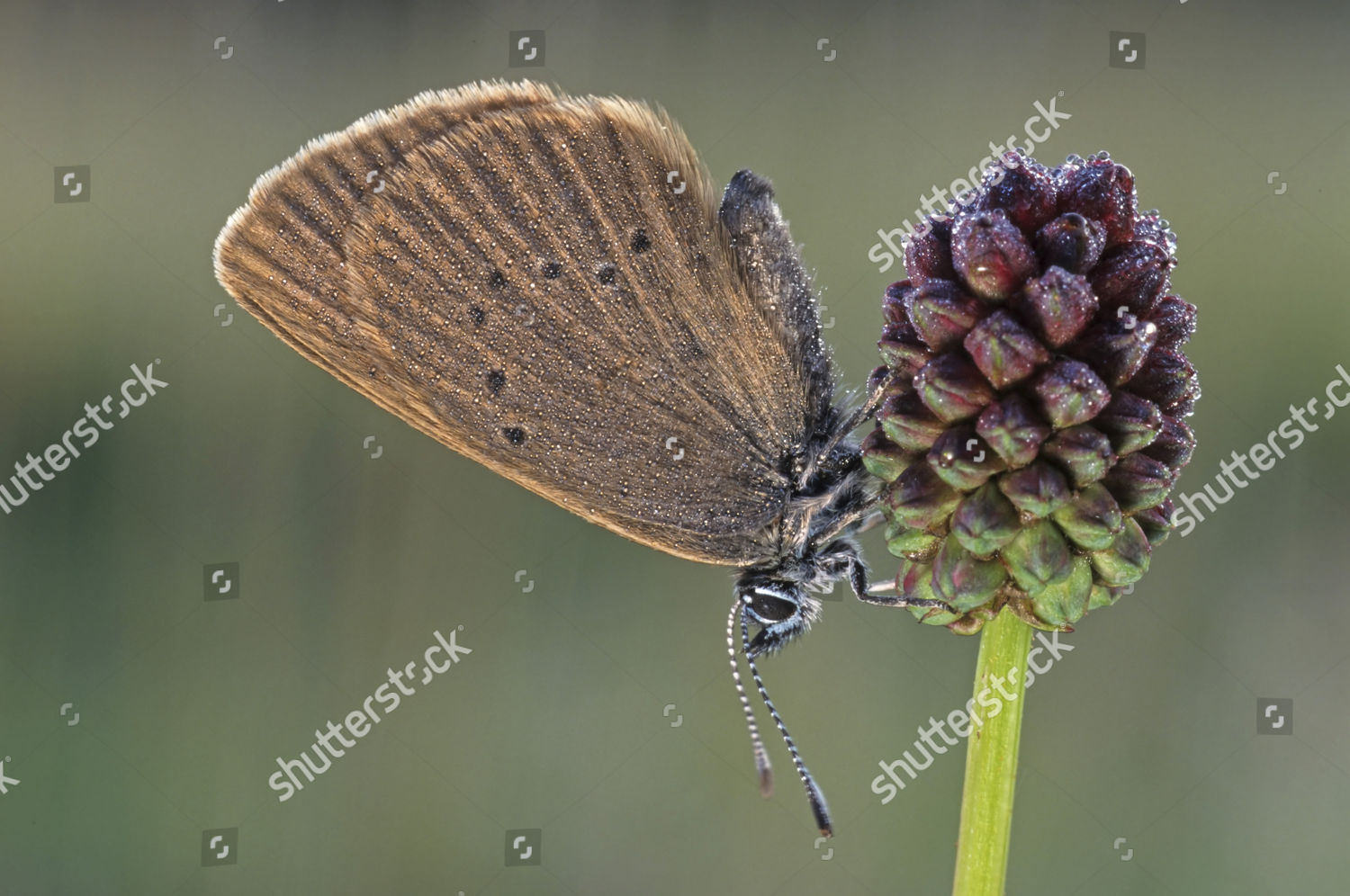 Dusky Large Blue Glaucopsyche Nausithous On Editorial Stock Photo ...