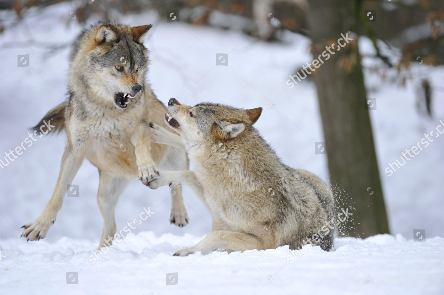 Mackenzie Valley Wolves Canadian Timber Wolves Editorial Stock Photo ...