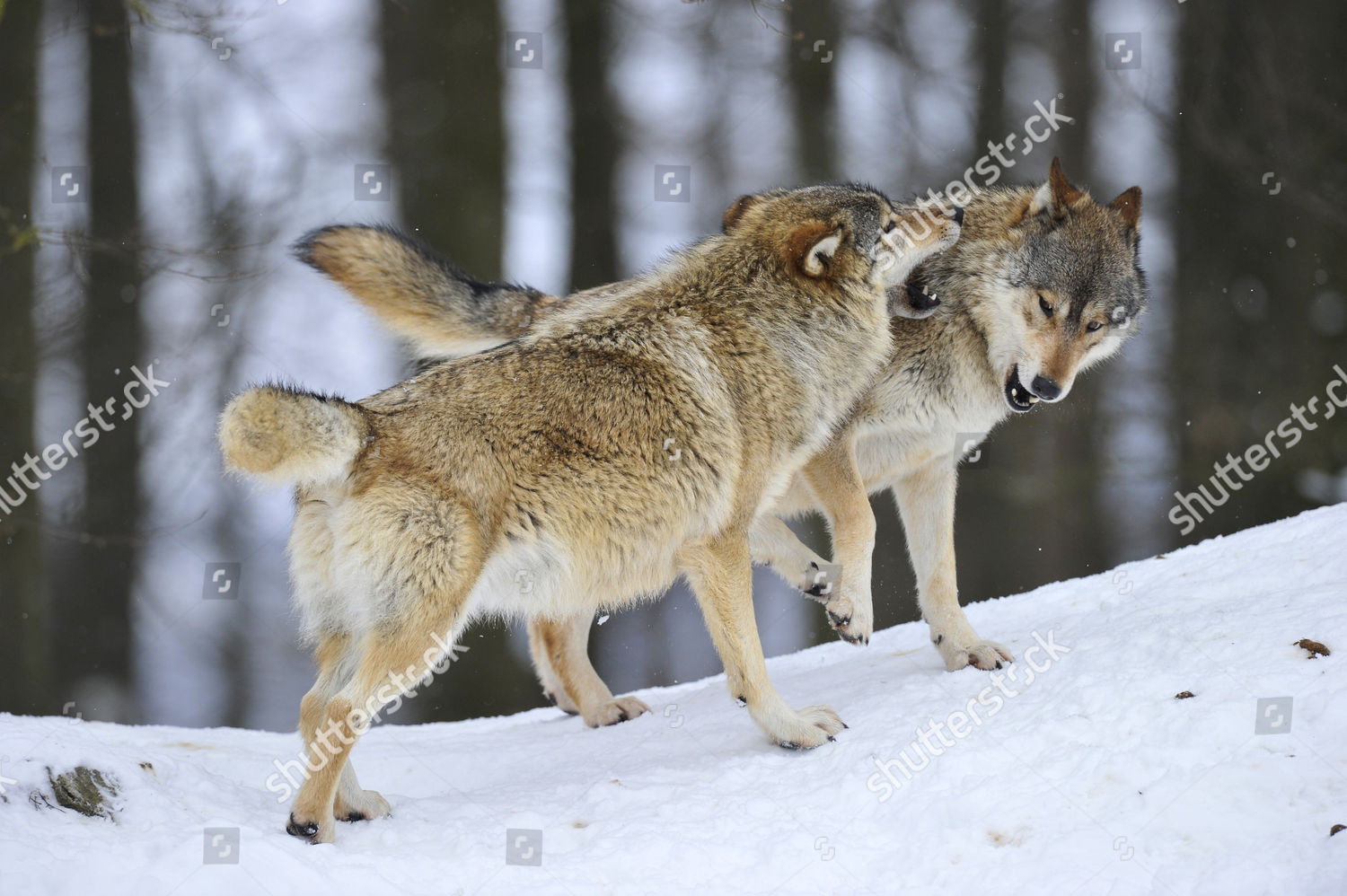 Mackenzie Valley Wolves Canadian Timber Wolves Editorial Stock Photo ...