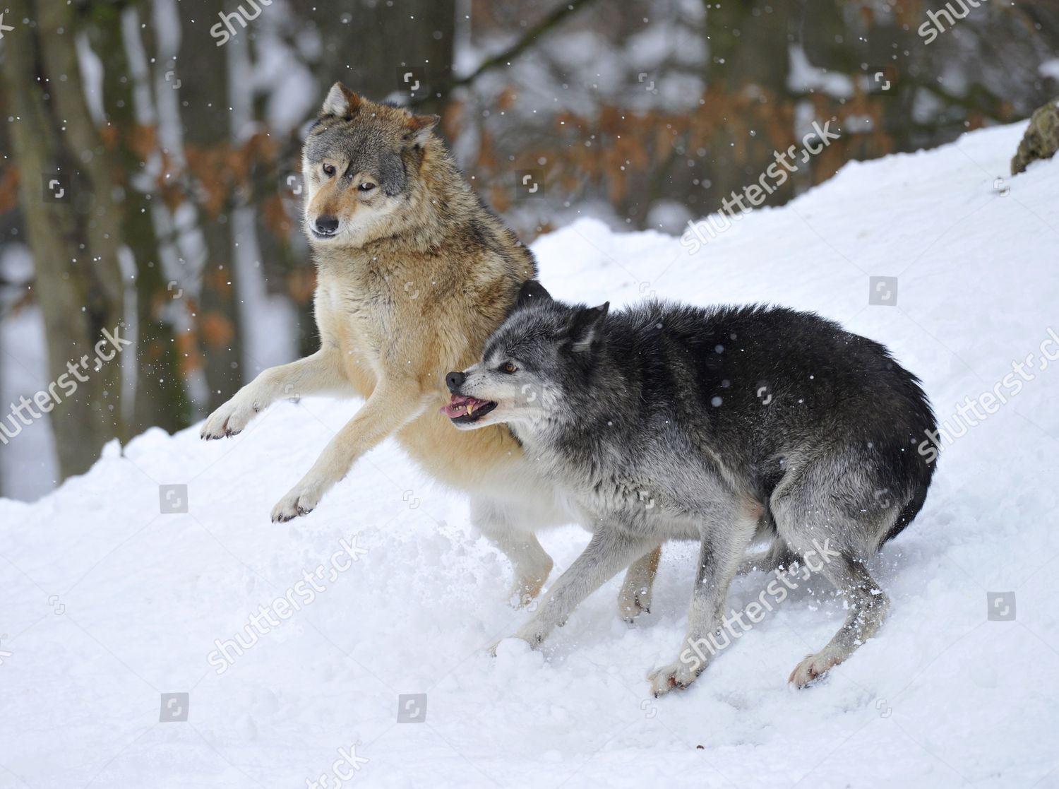 Mackenzie Valley Wolves Canadian Timber Wolves Editorial Stock Photo ...
