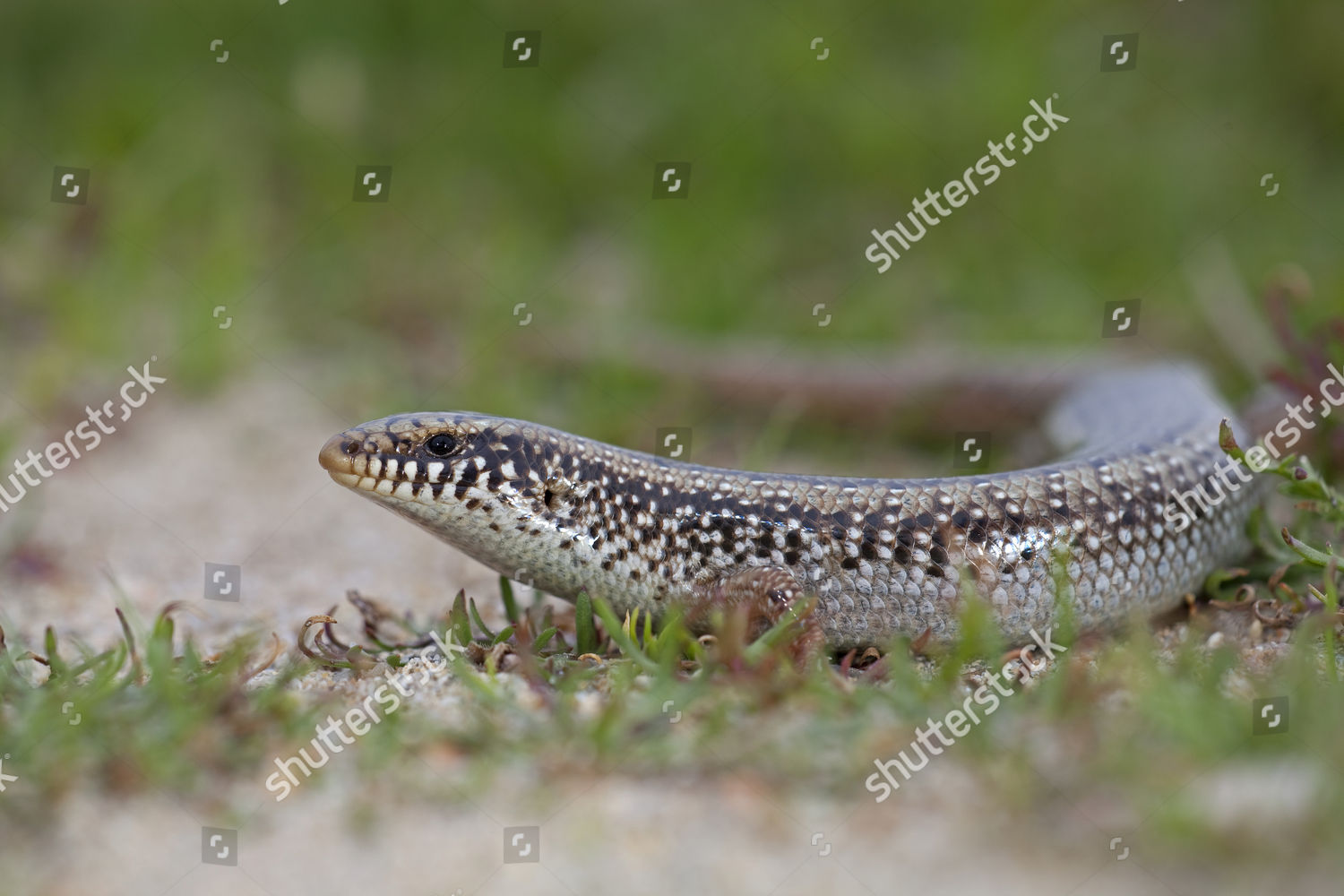Ocellated Skink Chalcides Ocellatus Sardinia Island Editorial Stock ...