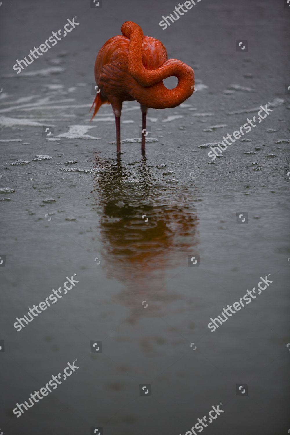 Drenched Flamingo Hides Head During Torrential Editorial Stock Photo ...