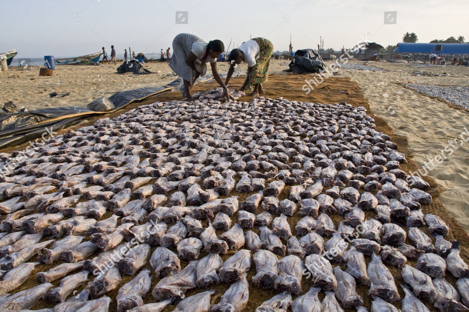 Spreading Fish Sundry On Beach Negombo Editorial Stock Photo - Stock ...