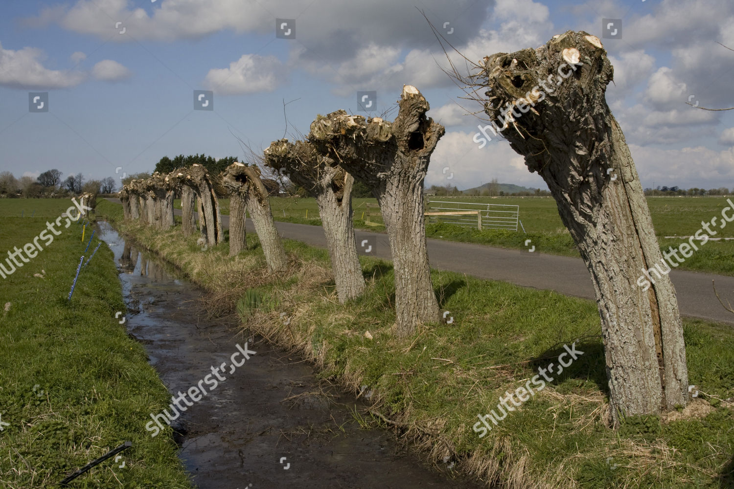 Pollarded White Willows Salix Alba Editorial Stock Photo - Stock Image ...