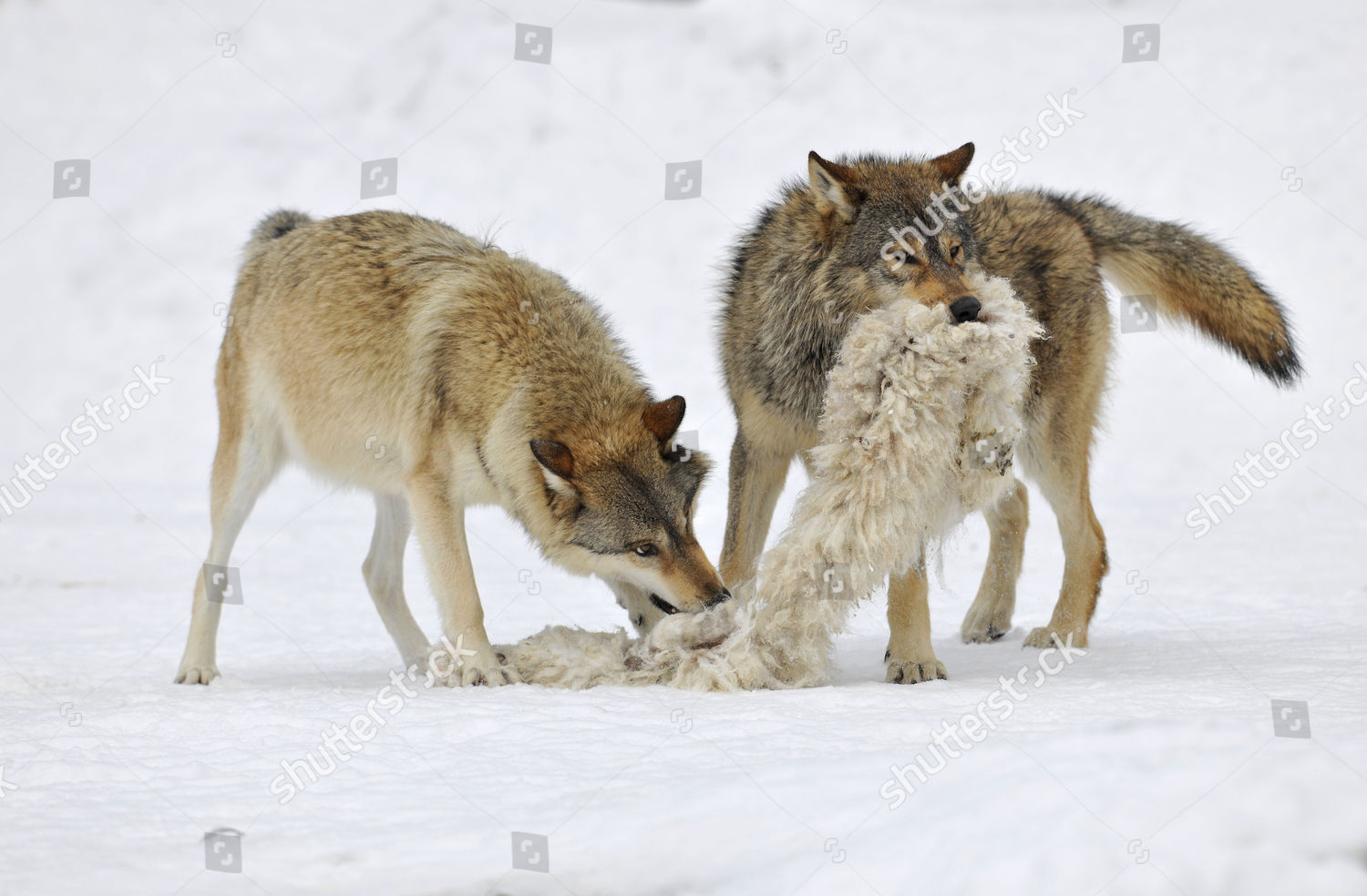 Mackenzie Valley Wolves Canadian Timber Wolves Editorial Stock Photo ...