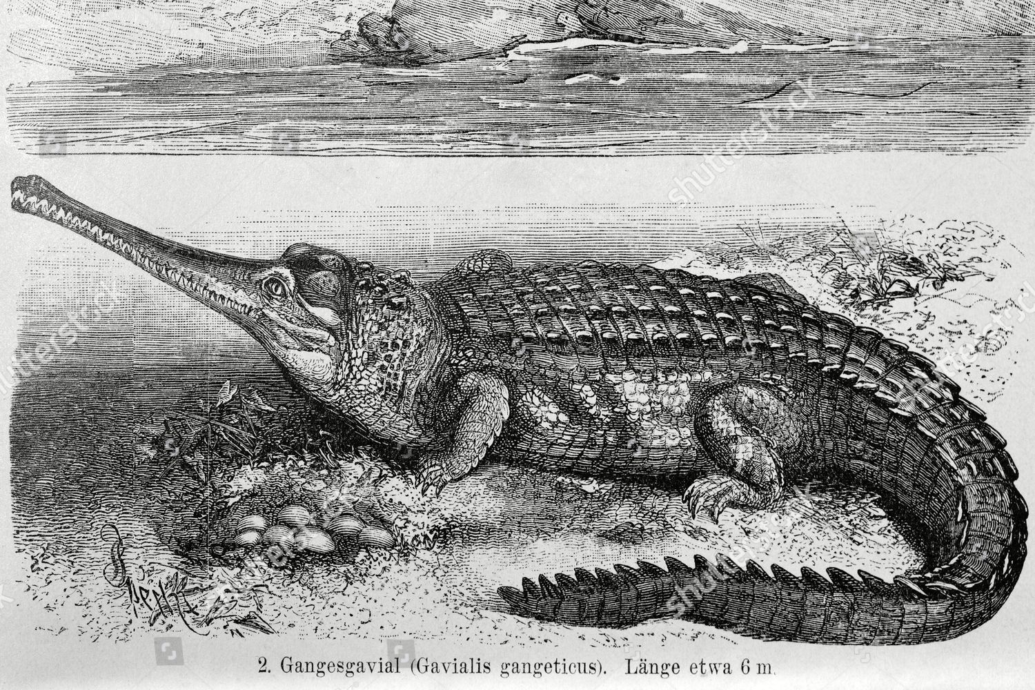 Ganges Gavial Gharial Real Gavial Gavialis Editorial Stock Photo ...