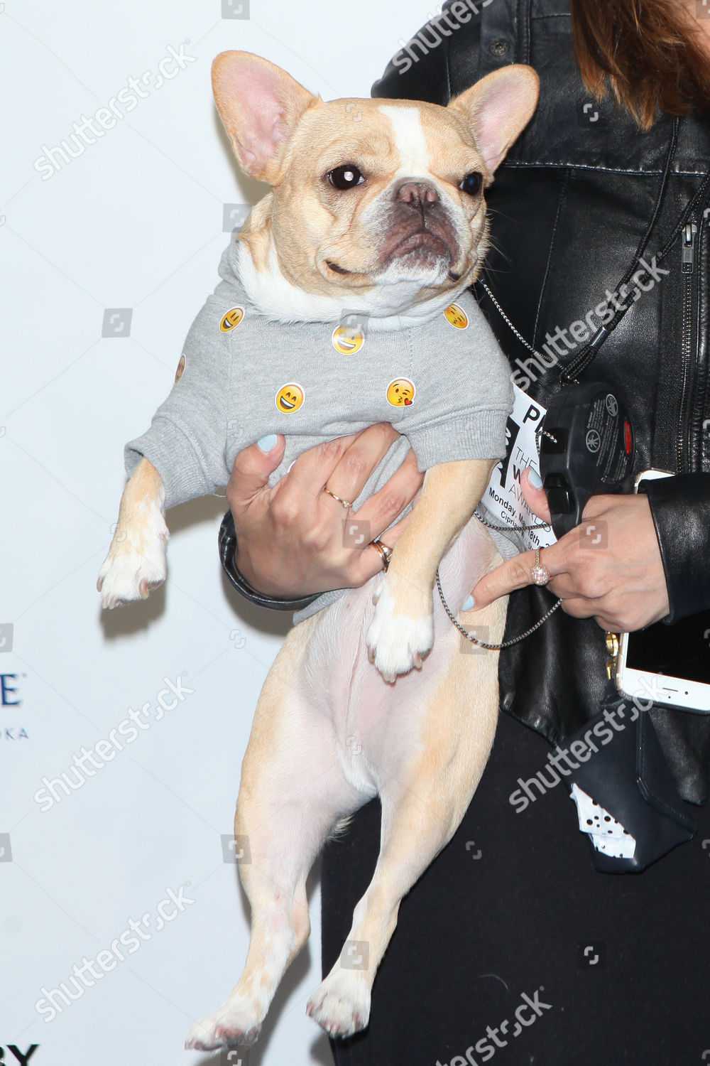 Chloe Mini Frenchie Editorial Stock Photo - Stock Image | Shutterstock