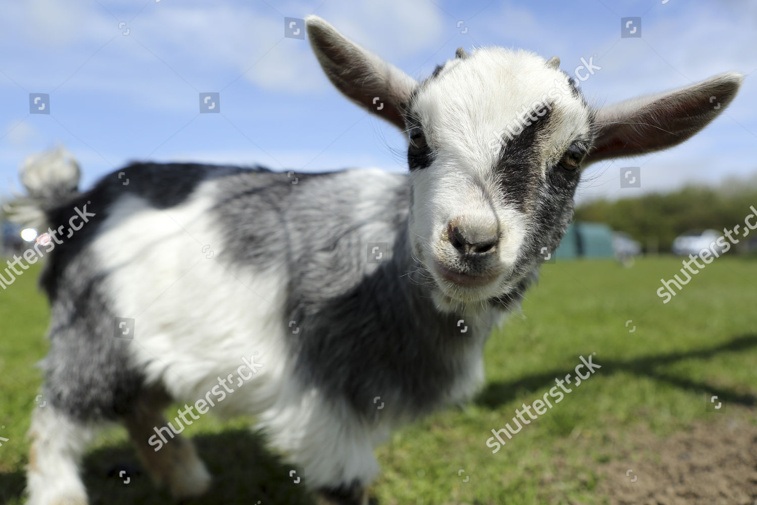 Kid Goat Whitehouse Farm Centre Northumberland Editorial Stock Photo ...