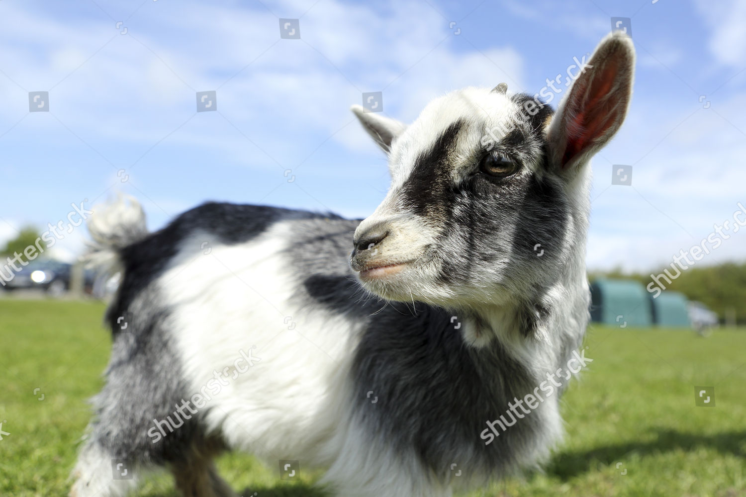 Kid Goat Whitehouse Farm Centre Northumberland Editorial Stock Photo ...