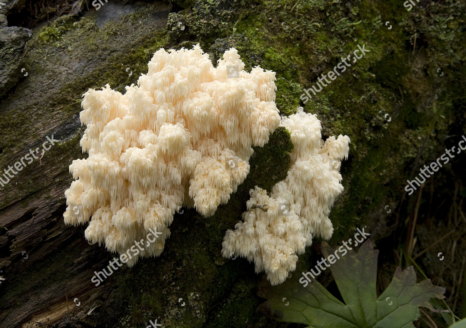 Coral Tooth Hericium Coralloides Editorial Stock Photo - Stock Image ...