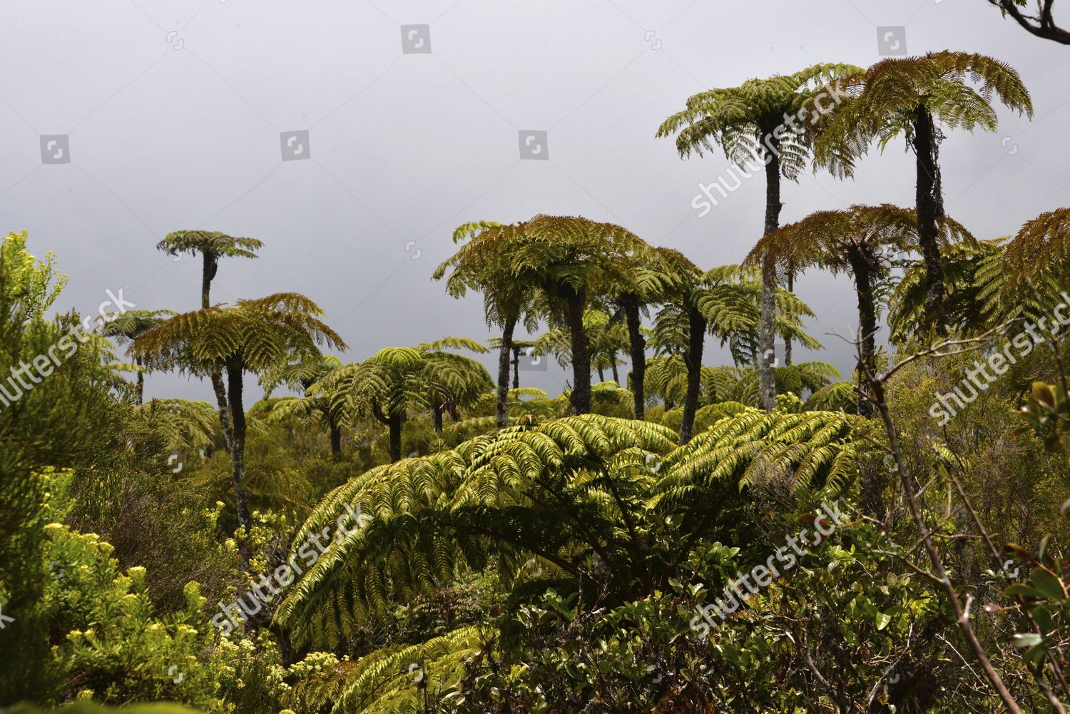 Tree Ferns Cyatheales Fern Forest Foret Editorial Stock Photo - Stock ...