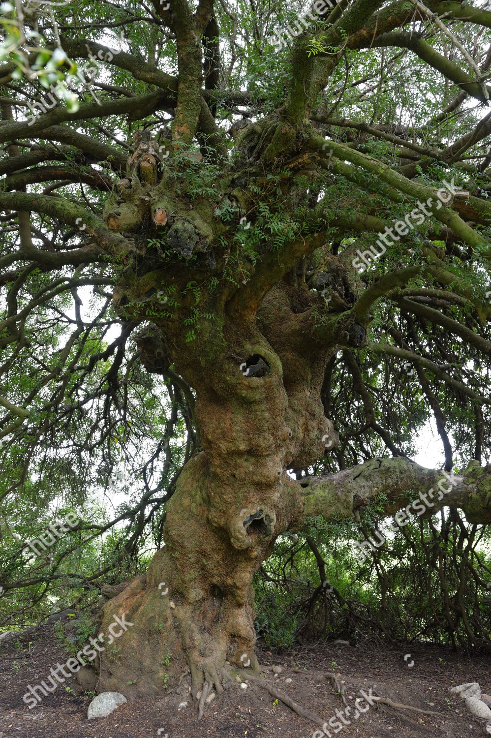 Mastic Tree Pistacia Lentiscus 1000 Years Editorial Stock Photo - Stock ...
