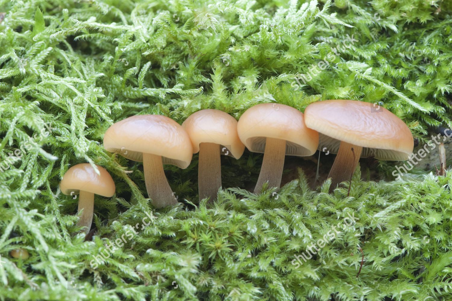 Winter Mushrooms Enoki Mushrooms Flammulina Velutipes Editorial Stock ...