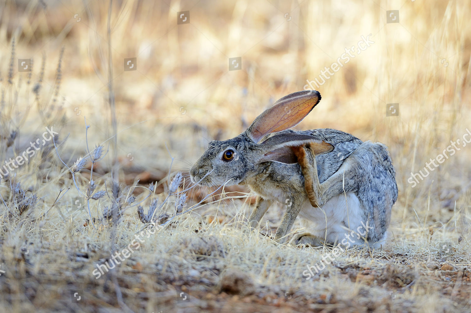 Scrub Hare Lepus Saxatilis Scratching Ear Editorial Stock Photo - Stock ...