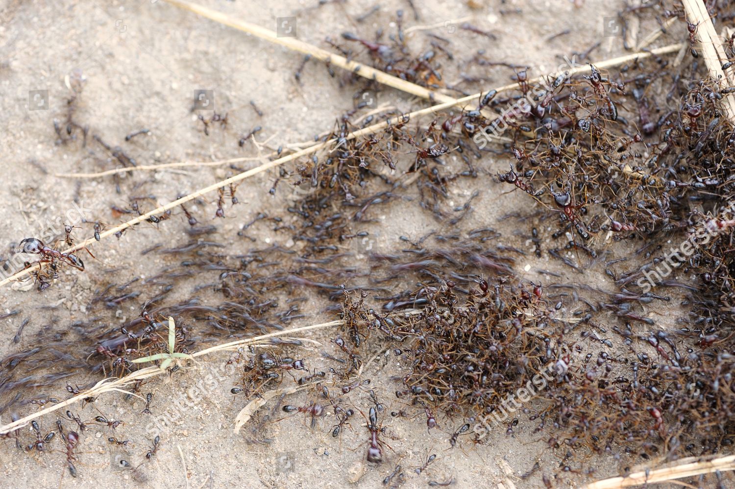 Swarming Safari Ants Driver Ants Dorylus Editorial Stock Photo - Stock ...