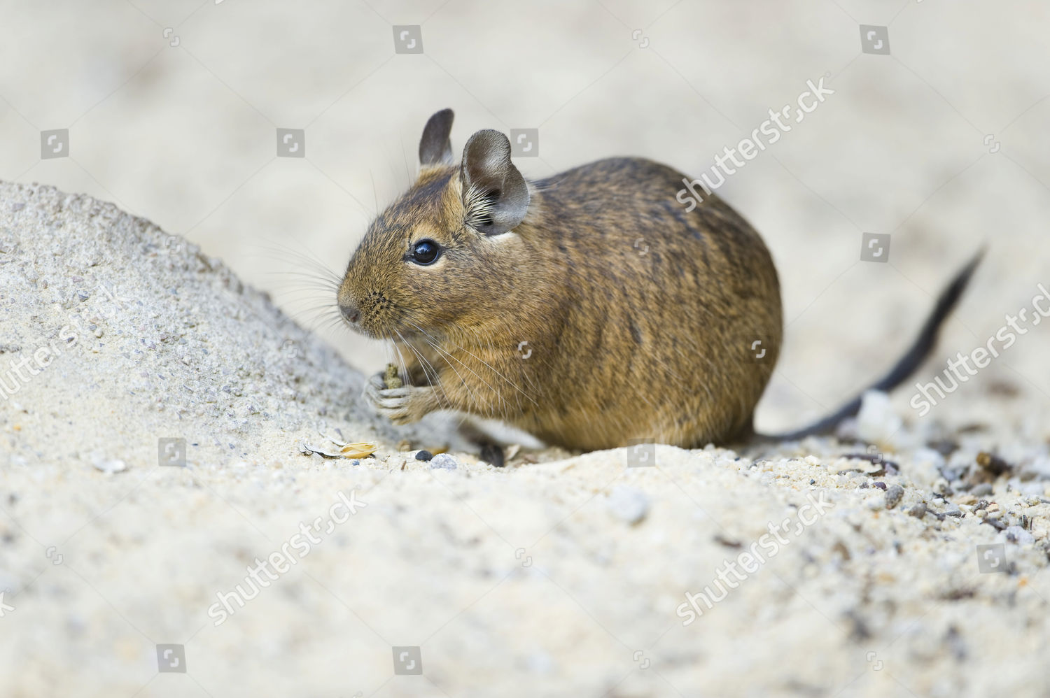 Degu Octodon Degus Native Central Chile Editorial Stock Photo - Stock ...