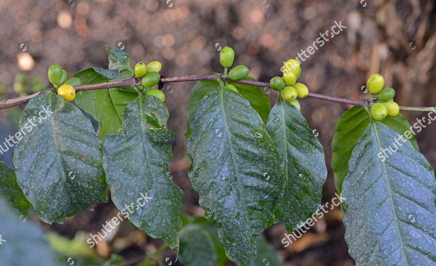 African Coffee Coffea Stenophylla West Africa Editorial Stock Photo ...