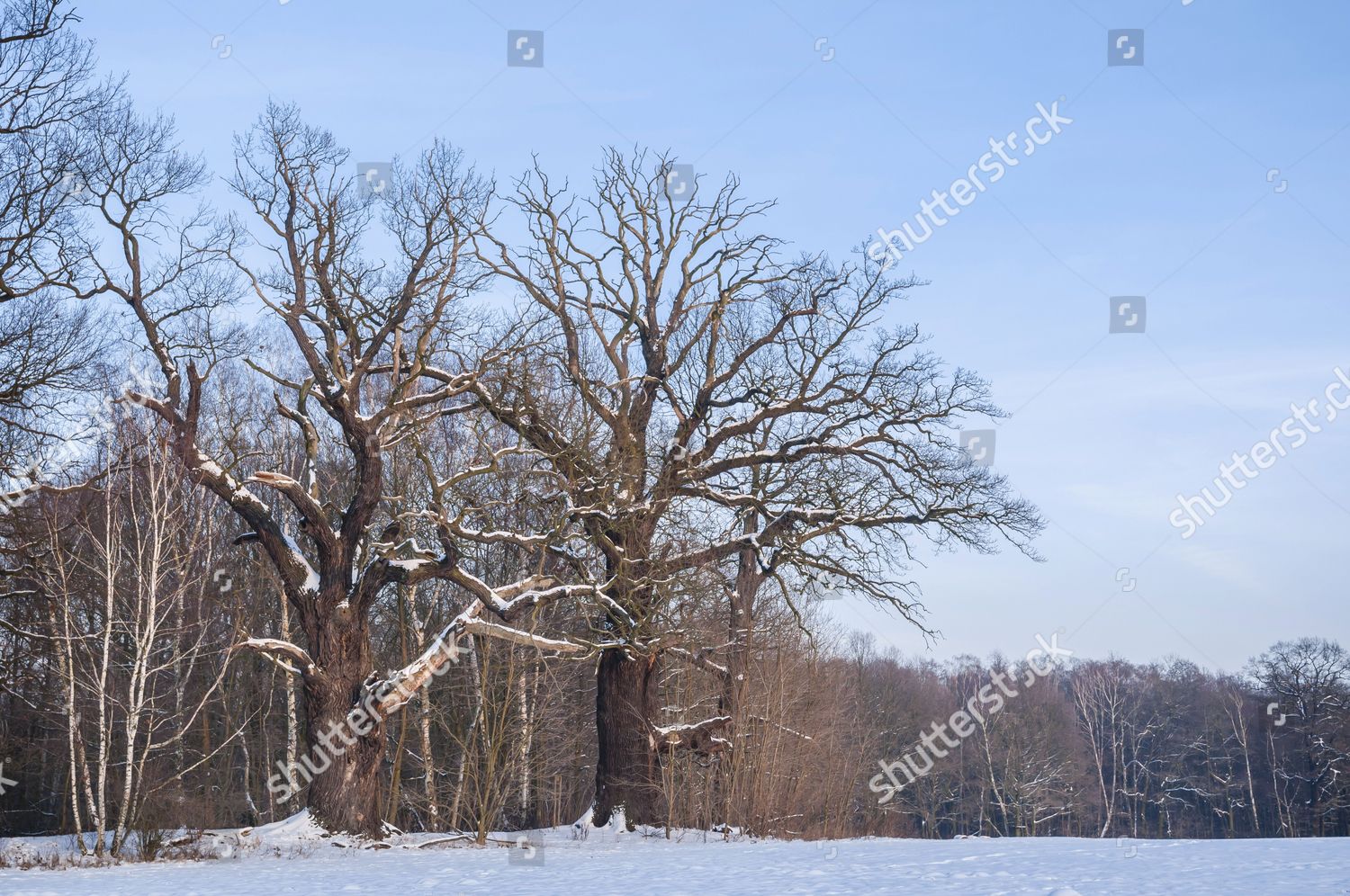 Old English Oaks Quercus Robur Winter Editorial Stock Photo - Stock ...