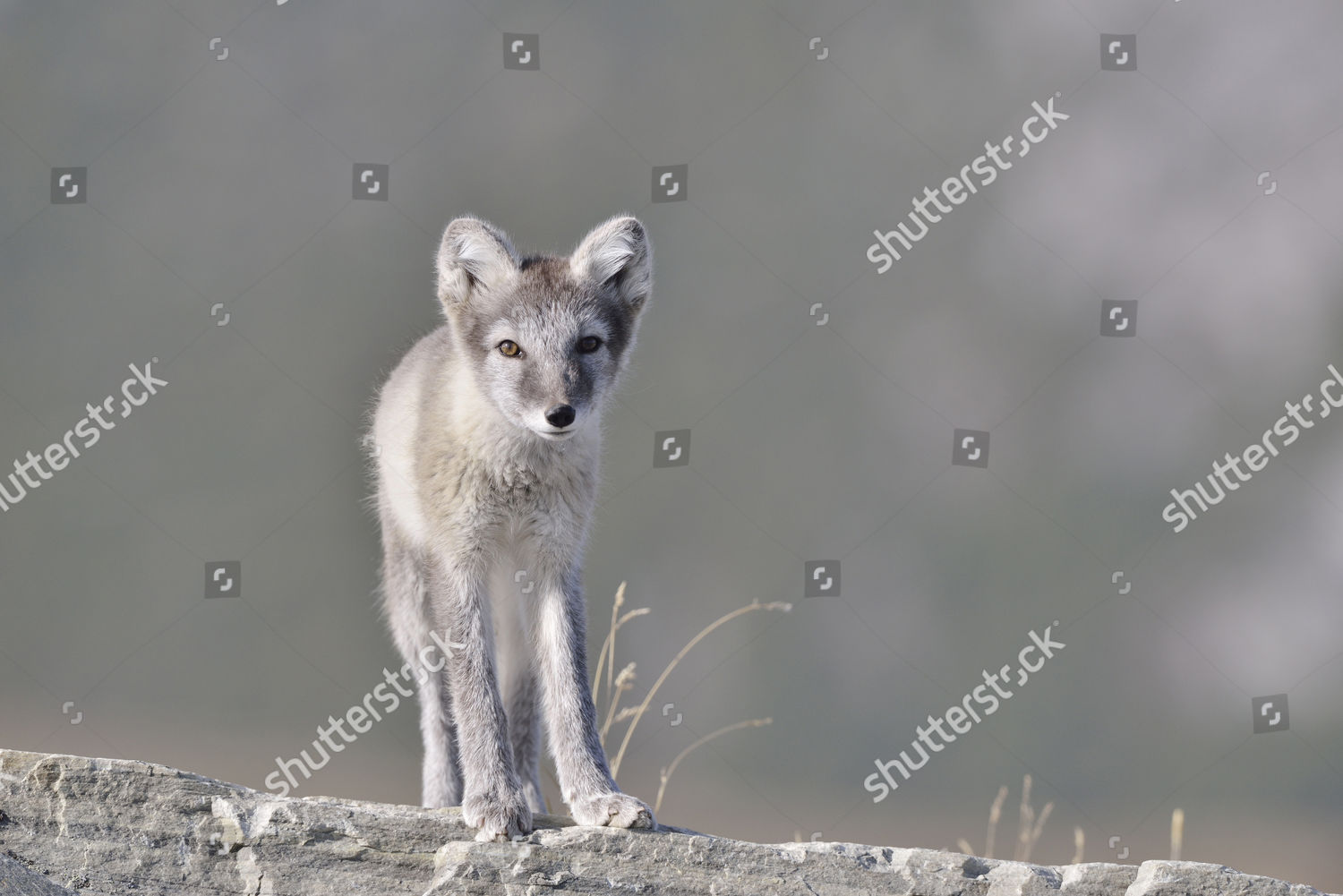 Arctic Fox Vulpes Lagopus Alopex Lagopus Editorial Stock Photo - Stock ...