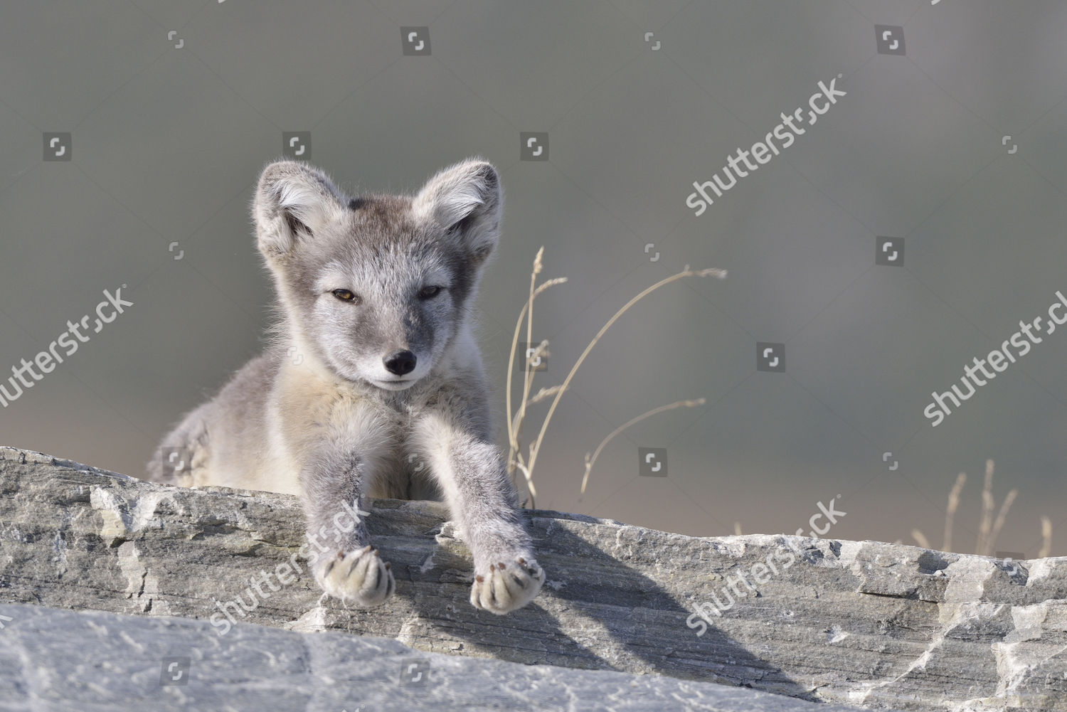 Arctic Fox Vulpes Lagopus Alopex Lagopus Editorial Stock Photo - Stock ...