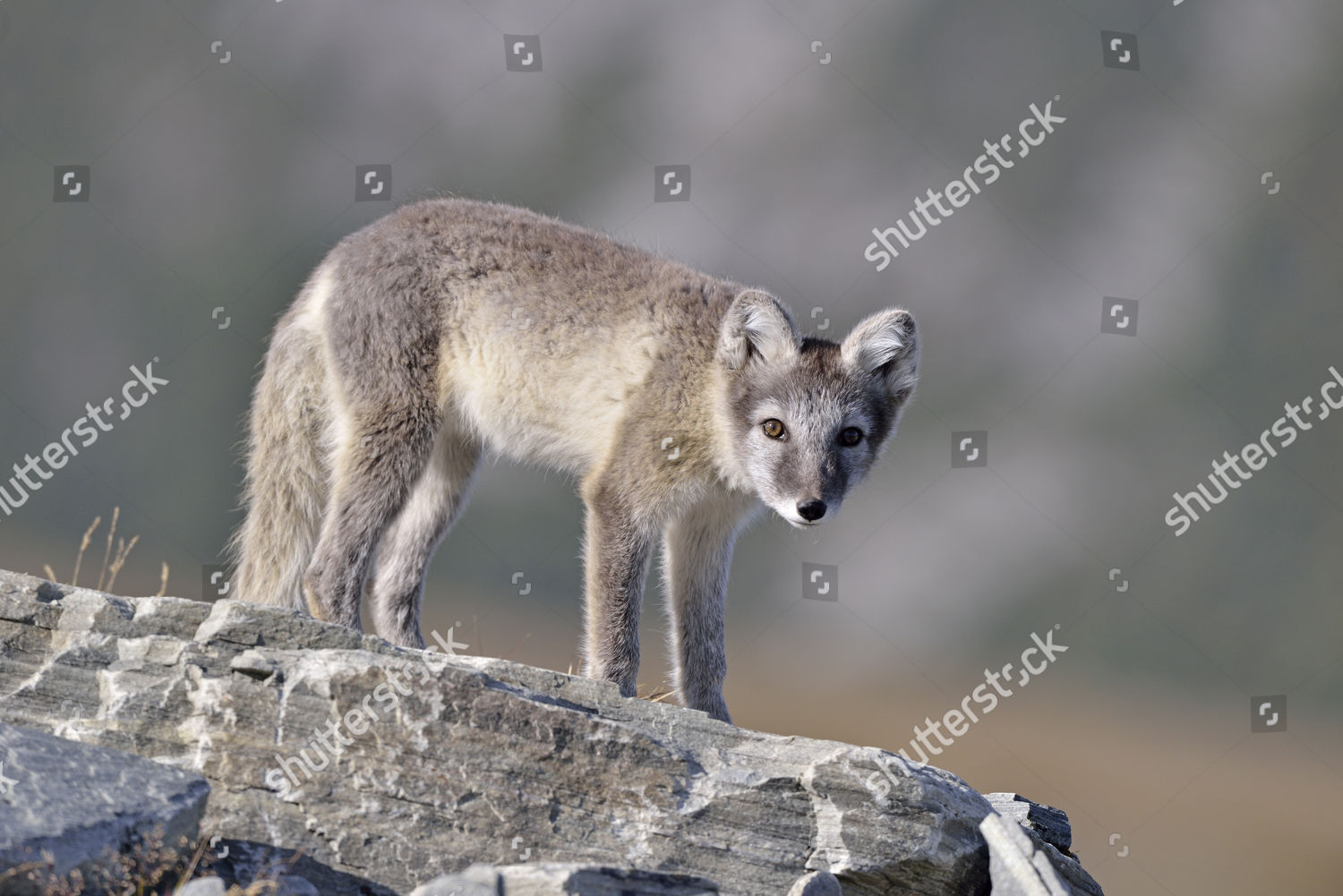 Arctic Fox Vulpes Lagopus Alopex Lagopus Editorial Stock Photo - Stock ...