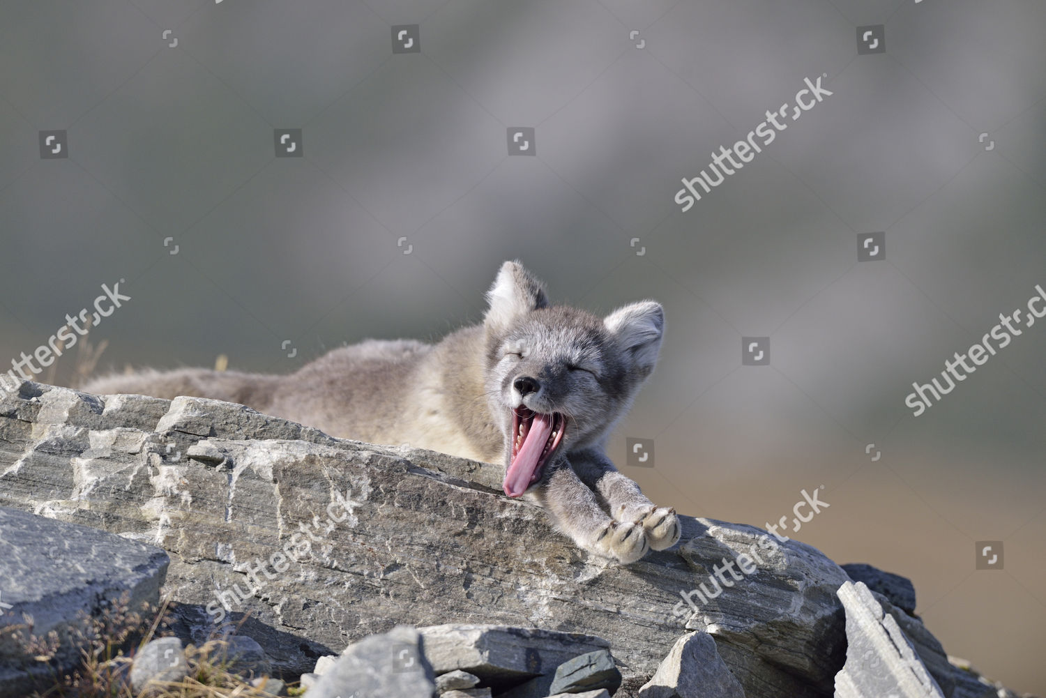 Arctic Fox Vulpes Lagopus Alopex Lagopus Editorial Stock Photo - Stock ...