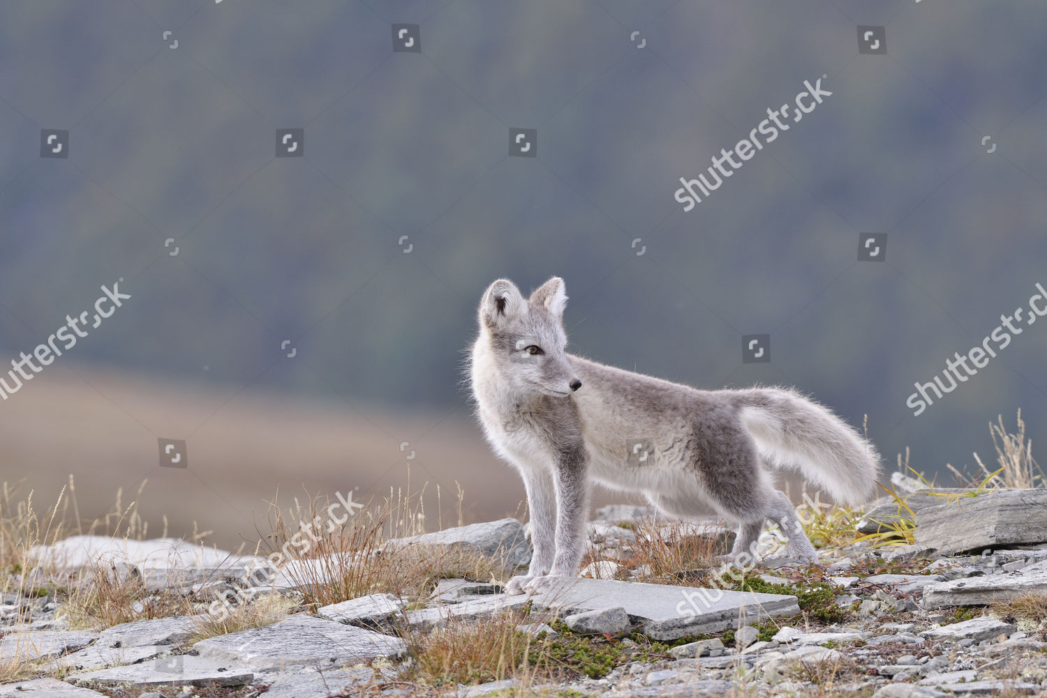 Arctic Fox Vulpes Lagopus Alopex Lagopus Editorial Stock Photo - Stock ...