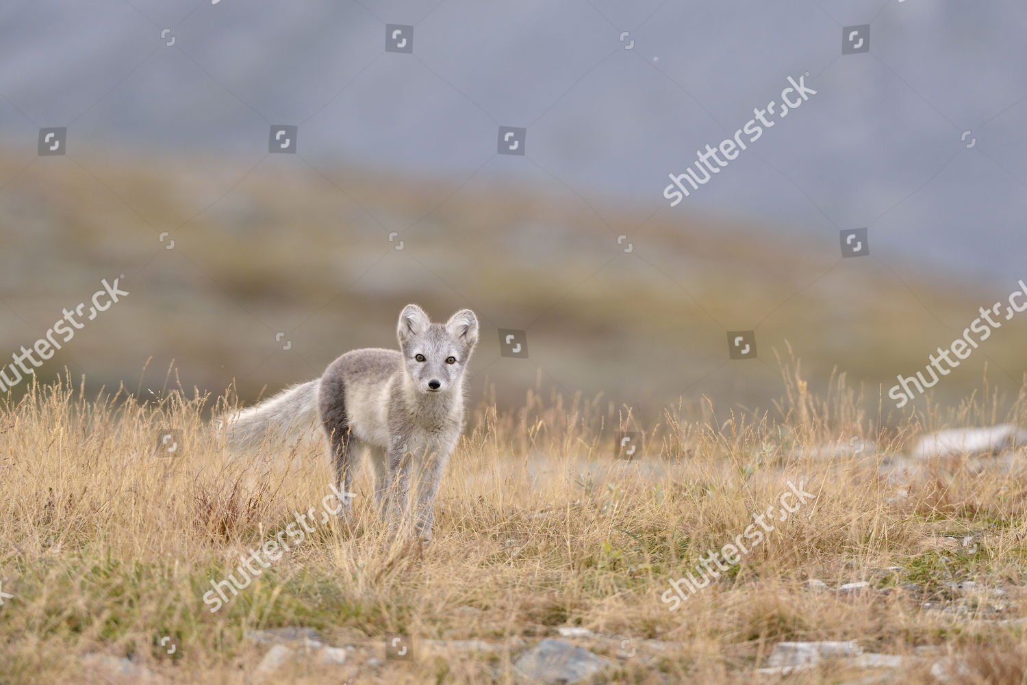 Arctic Fox Vulpes Lagopus Alopex Lagopus Editorial Stock Photo - Stock ...