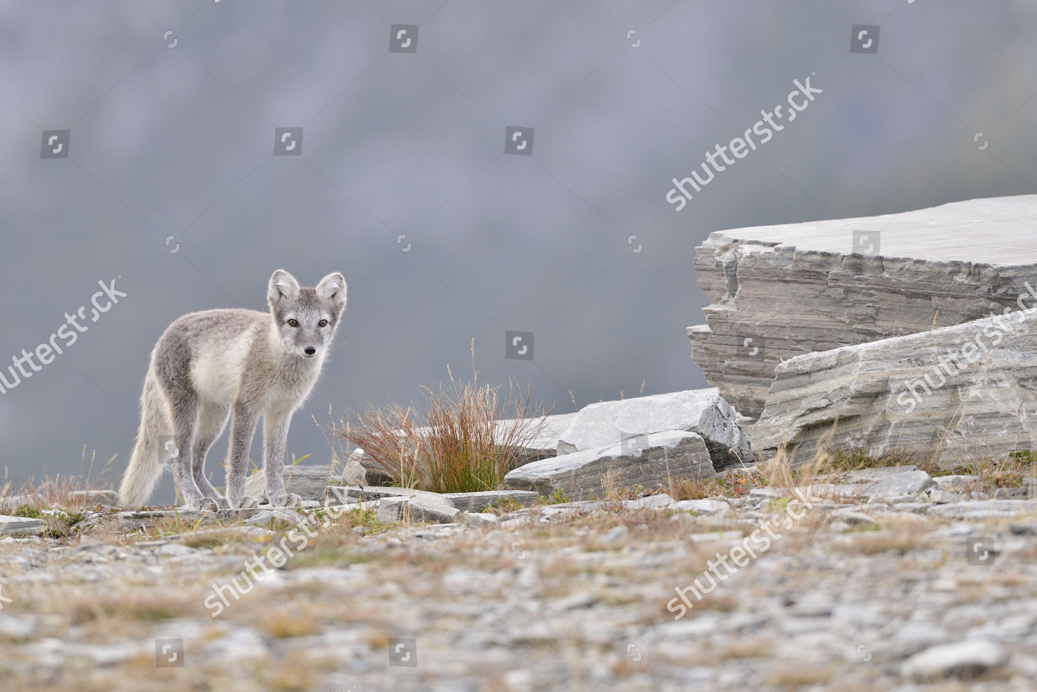 Arctic Fox Vulpes Lagopus Alopex Lagopus Editorial Stock Photo - Stock ...
