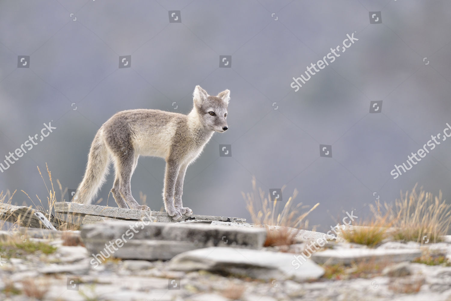Arctic Fox Vulpes Lagopus Alopex Lagopus Editorial Stock Photo - Stock ...