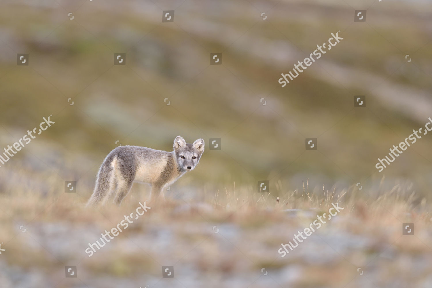 Arctic Fox Vulpes Lagopus Alopex Lagopus Editorial Stock Photo - Stock ...