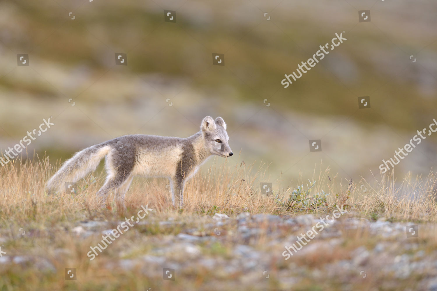 Arctic Fox Vulpes Lagopus Alopex Lagopus Editorial Stock Photo - Stock ...
