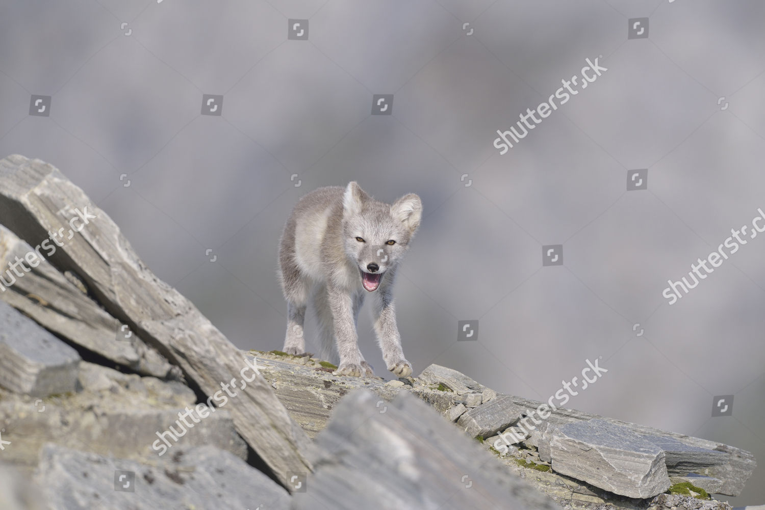 Arctic Fox Vulpes Lagopus Alopex Lagopus Editorial Stock Photo - Stock ...