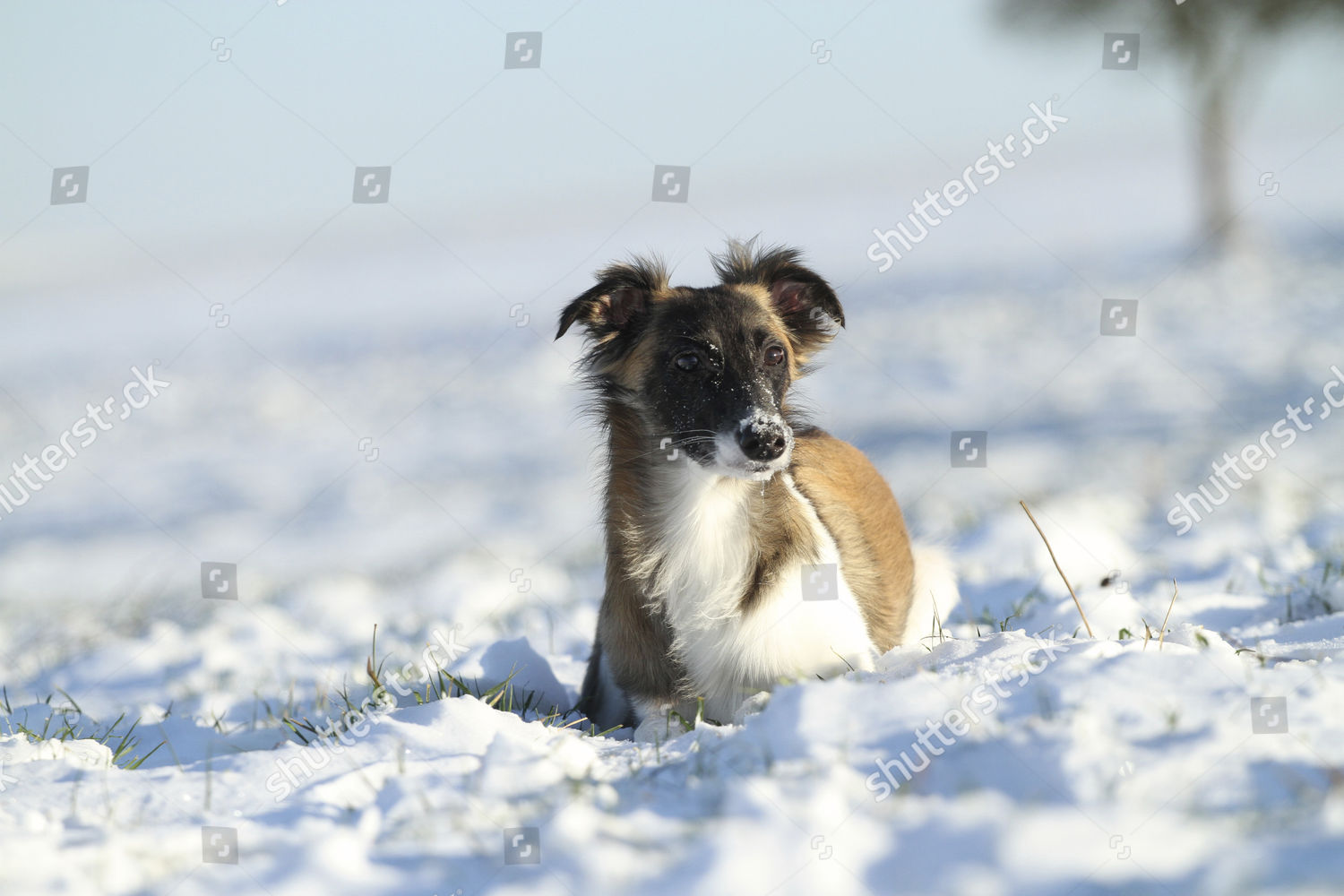 Silken Windsprite Whippet Snow Rhinelandpalatinate Germany Editorial ...