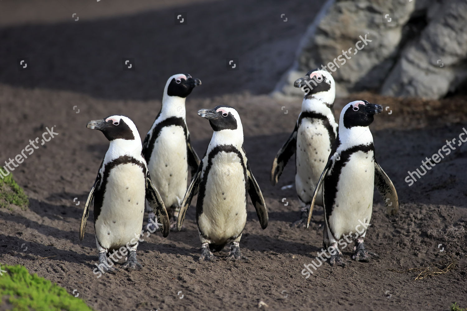 Jackass Penguins African Penguins Spheniscus Demersus Editorial Stock ...