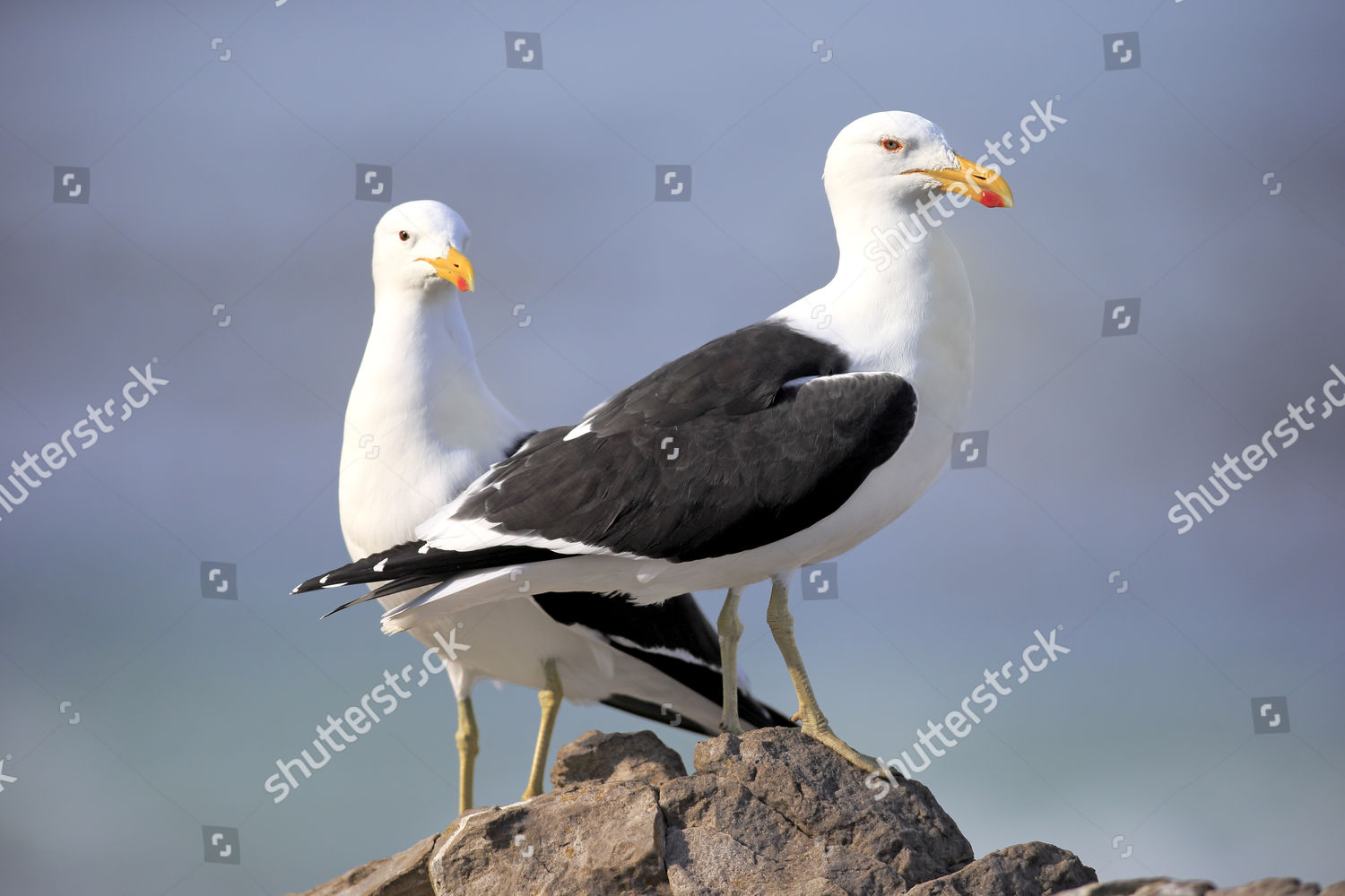 Kelp Gulls Larus Dominicanus Pair Perched Editorial Stock Photo - Stock ...