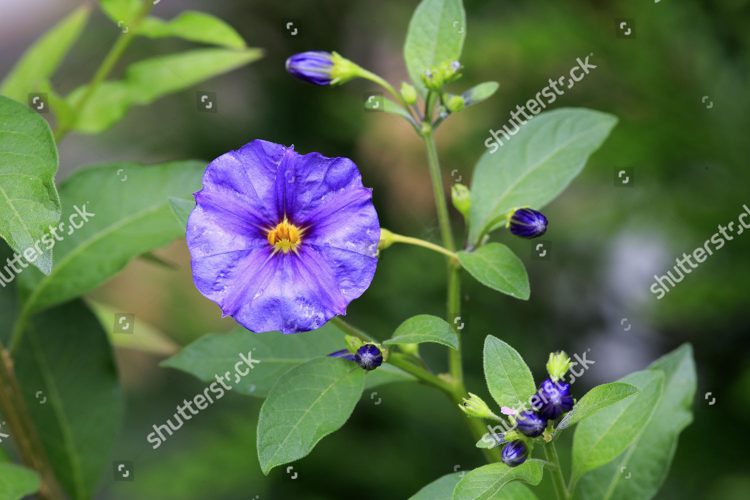Blue Potato Bush Solanum Rantonnetii Flower Editorial Stock Photo ...