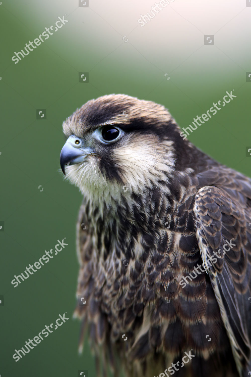 Lanner Falcon Falco Biarmicus Adult Captive Editorial Stock Photo ...