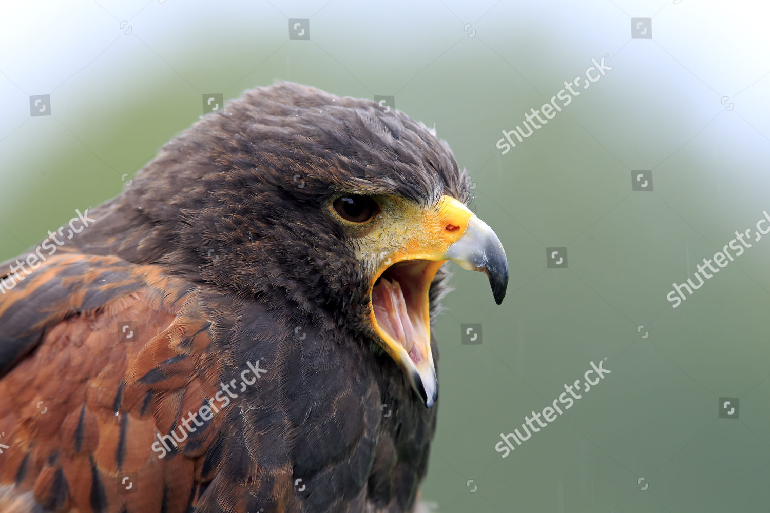Harriss Hawk Parabuteo Unicinctus Adult Calling Editorial Stock Photo ...