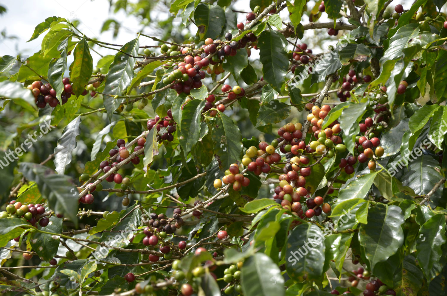 Coffee Tree Coffea Alajuela Province Costa Editorial Stock Photo ...