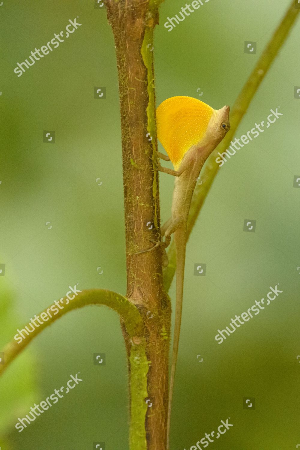 Anoles Lizard Anolis Showing Dewlap Puntarenas Editorial Stock Photo ...