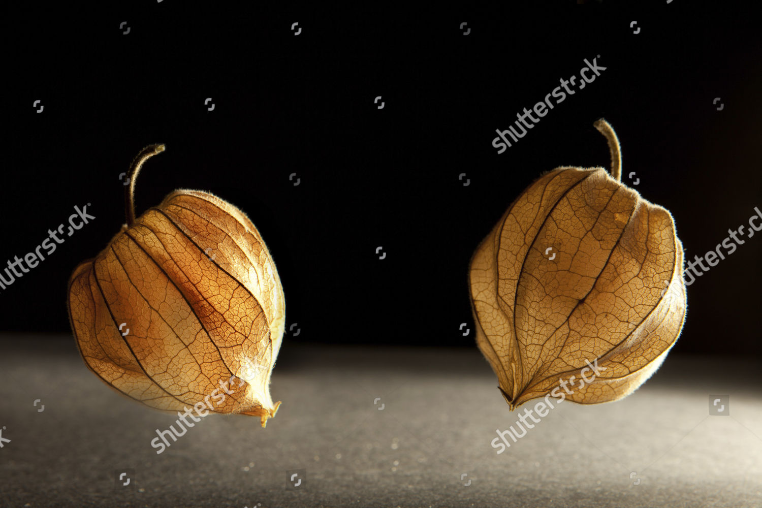 Two Bladder Cherry Fruits Physalis Alkekengi Editorial Stock Photo ...