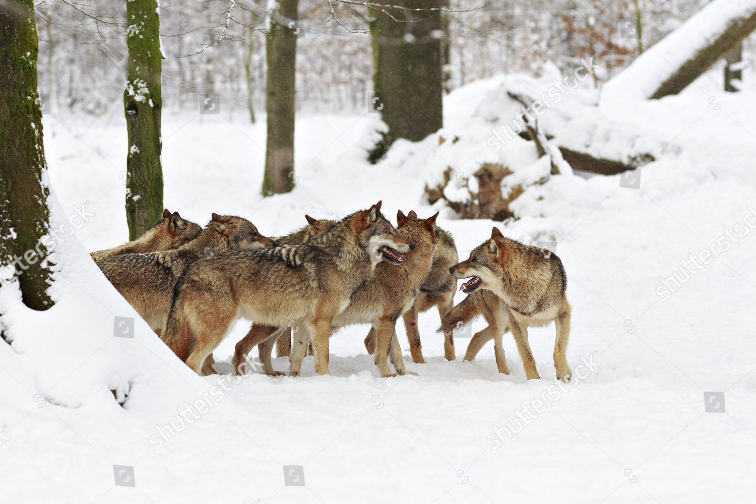 Wolves Canis Lupus Snow Wolf Pack Editorial Stock Photo - Stock Image ...