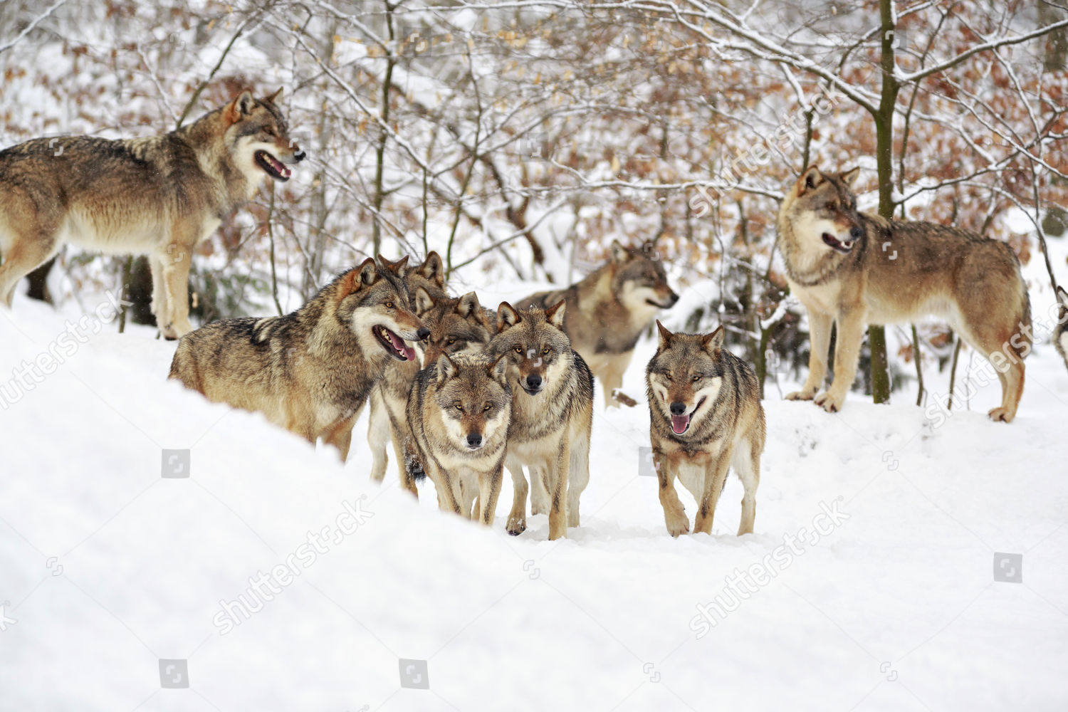 Wolves Canis Lupus Snow Wolf Pack Editorial Stock Photo - Stock Image ...