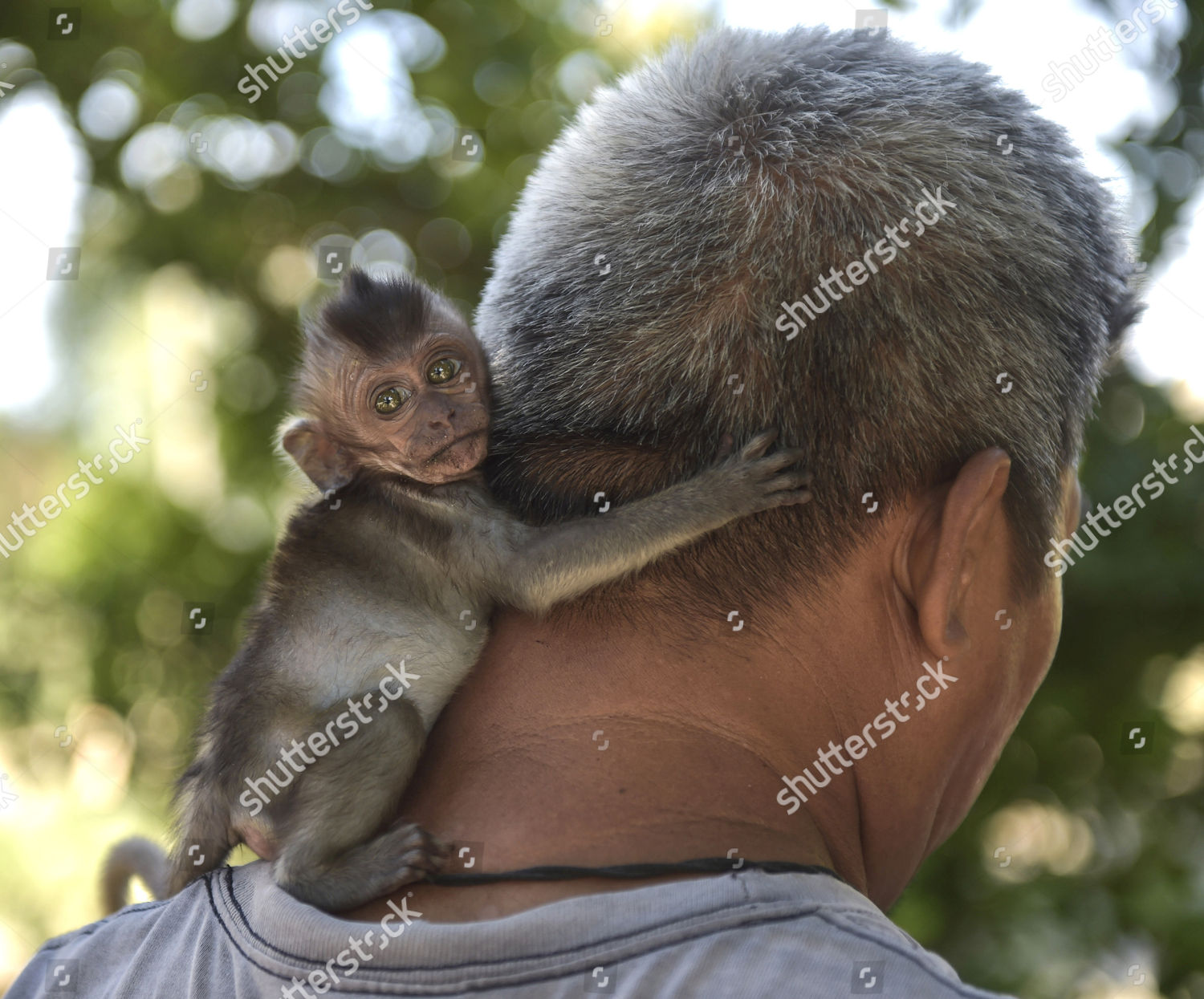 Young Northern Pigtailed Macaque Macaca Leonina Editorial Stock Photo ...