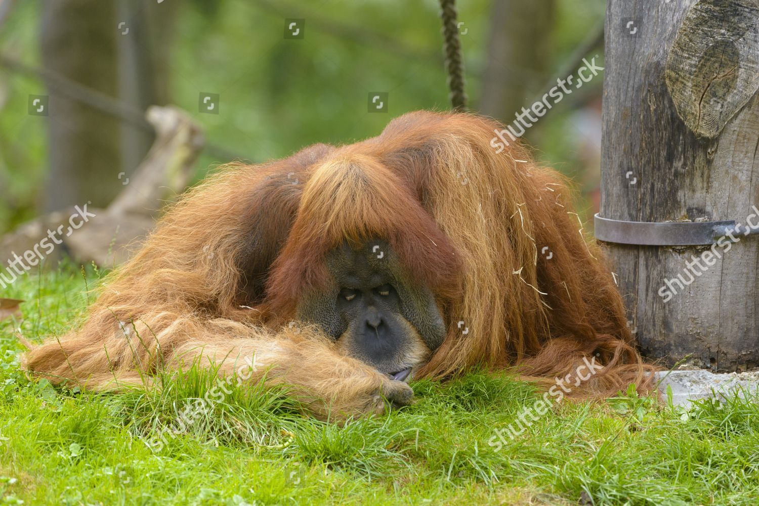 Orangutan Pongo Cheek Pads Lying Grass Editorial Stock Photo - Stock ...