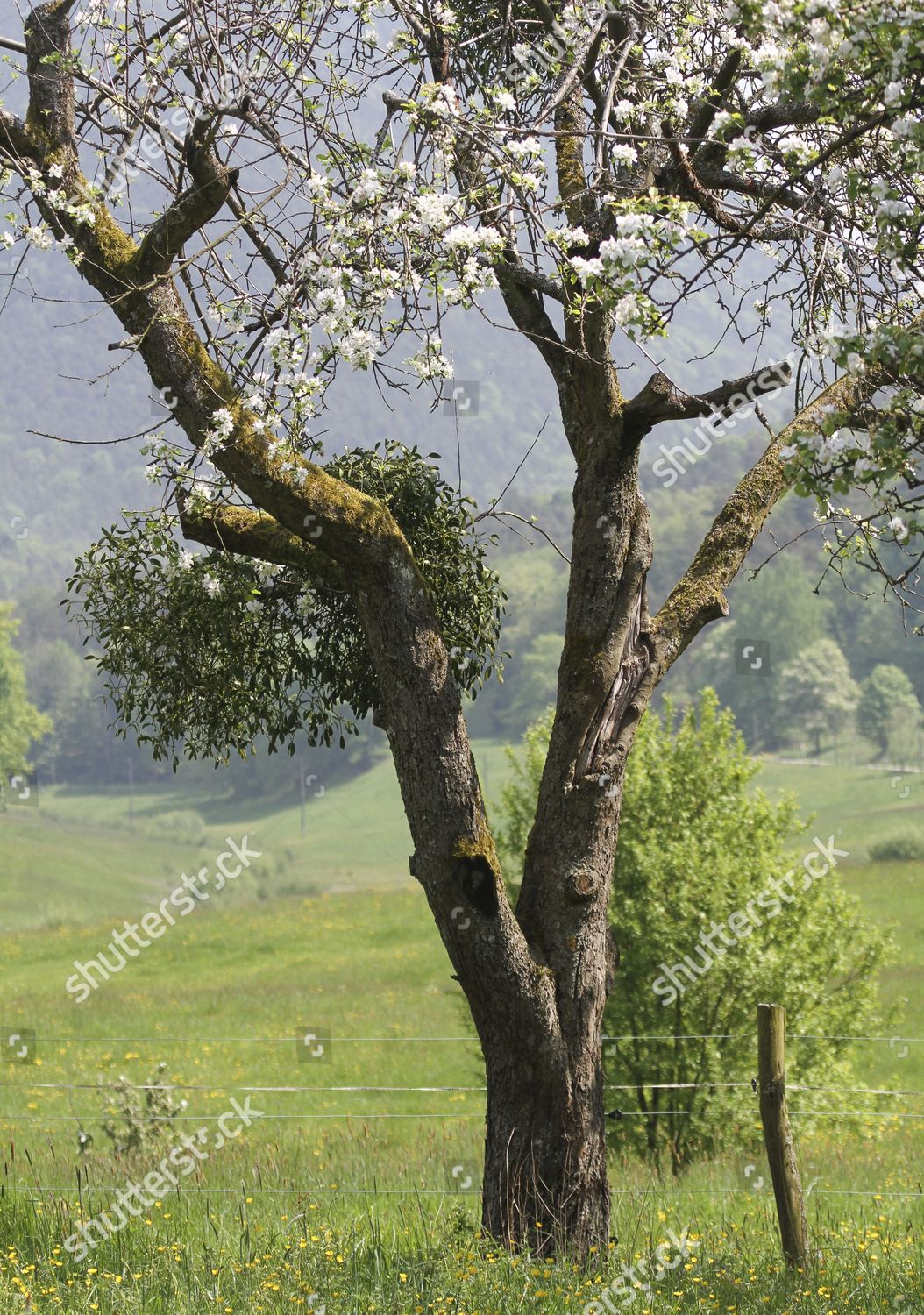 European Mistletoe Viscum Album Parasite Modenbachtal Editorial Stock ...
