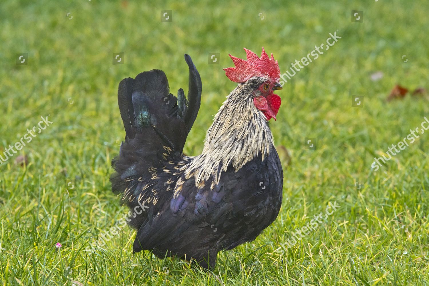 Bantam Chabo Cock Tyrol Austria Editorial Stock Photo - Stock Image ...